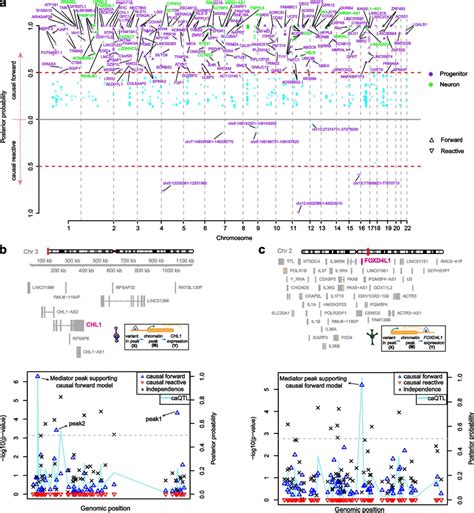 Cell Type Specific Gene Regulation Mediated By Chromatin Accessibility Download Scientific