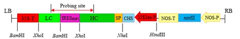Plasmid Maps Of Bicistronic Binary Vector The Hc And Lc Genes Are