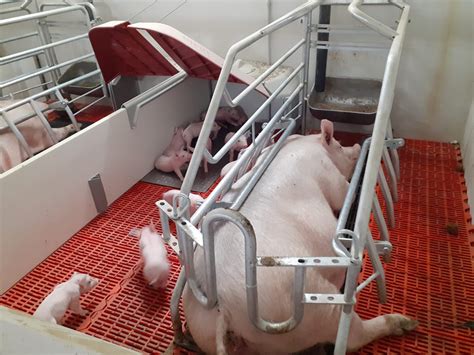 Farrowing Crate For Sows Exafan Exafan
