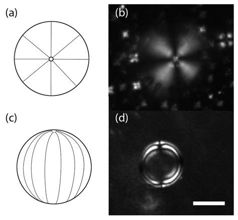 Two Common Director Configurations For A Nematic Liquid Crystal Download Scientific Diagram