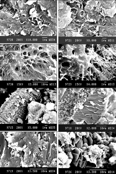 Sem Images A B Smectite Flakes Developed As Cement In Dissolution Download Scientific