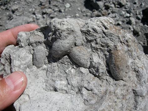 Geol 204 The Fossil Record Bones In The Stones Shells In The Shale