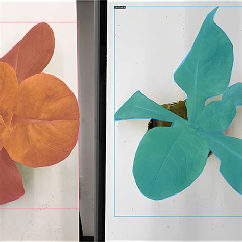 Bounding Boxes And Masks After Data Annotation Download Scientific