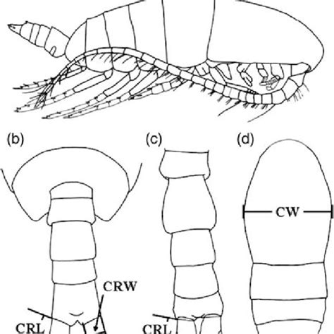 A PL B C CRL CRW D CW Note The CRL Measurements For CI Download Scientific Diagram