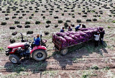 安徽亳州：“订单洋葱”喜获丰收 人民图片网