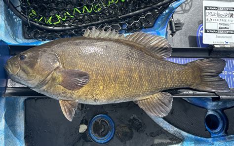 Top Virginia Waters For Trophy Smallmouth Bass In 2024 Virginia Dwr