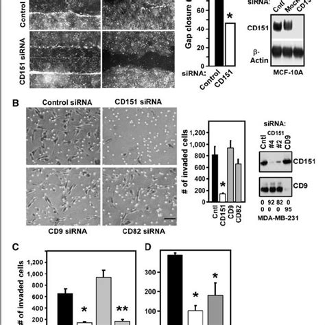 Cd151 Supports Mammary Epithelial Cell Migration And Invasion A After