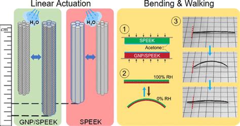 Tunable Actuation Of Humidity Driven Artificial Muscles Via Graphene Nanofillers Acs Applied