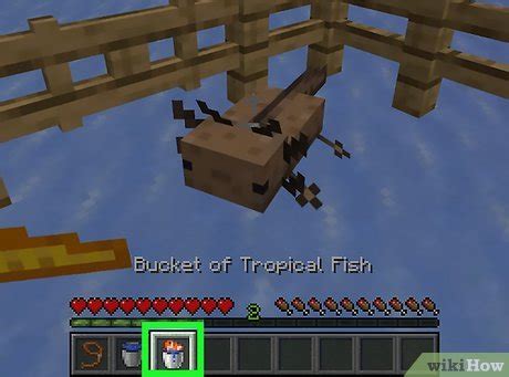 How To Breed Axolotls In Minecraft A Beginner S Guide