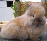 Lion Head Colors Savannahs Rabbitry Farm