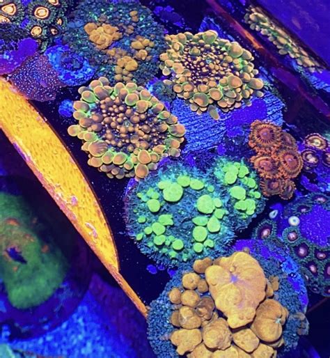 Georgia Live Goods Godzilla Yuma Pick Up Only Ga Reef2reef