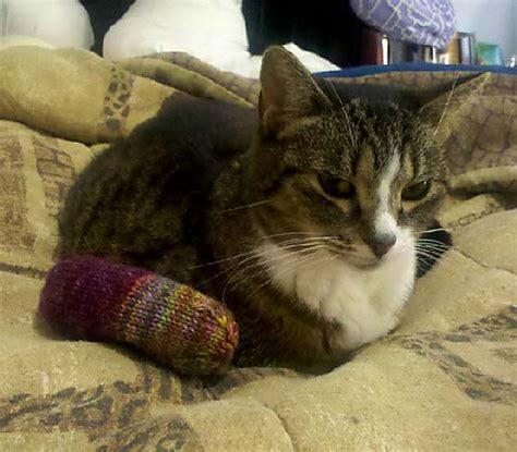 Ravelry Medicated Pills Or A Small Dose Of Catnip Pattern By Lucy Hull