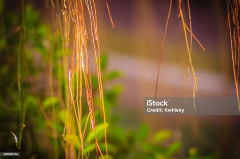 모호한 공기 녹색 잎 바탕에 반얀 나무의 뿌리 햇빛 녹색 잎와 텍스트 복사 공간 반얀트리의 추상 갈색 노란 공기 루트 갈색에