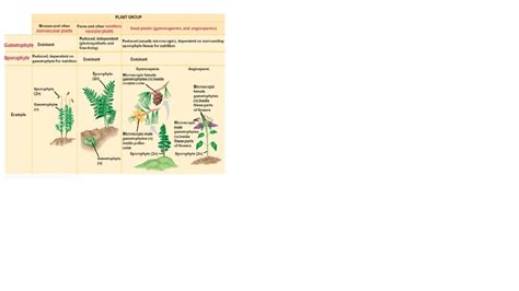 Biology Lab Chapter 21 Nonvascular Plants And Chapter 22 Seedless Vascular Plants Diagram Quizlet