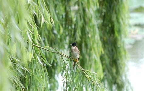 温八叉的十首《杨柳枝》写尽杨柳的无限妖娆
