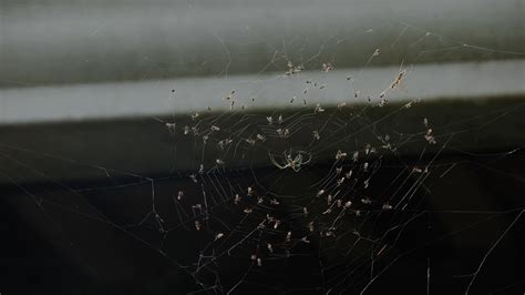 Spiders Spiderweb Cobweb Free Stock Video Pixabay
