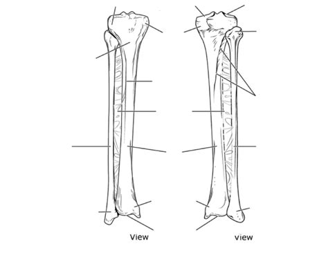 Right Tibula And Fibia Anterior Posterior View Quiz