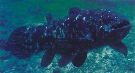 Ribe Conjunto De Diapositivas