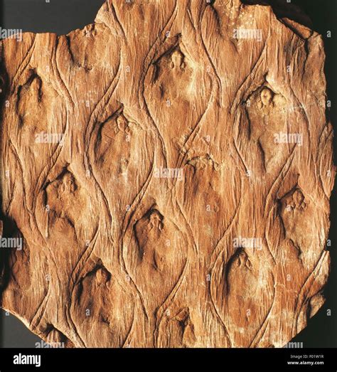 Fossilien Pflanzen Lycopodiophyta Isoetopsida Lepidodendron
