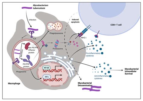 IJMS Free Full Text The Mycobacterium Tuberculosis PE PGRS Protein