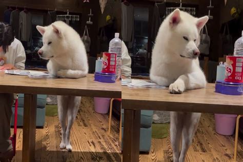 엄격·근엄·진지한 표정으로 공부 감독하는 귀여운 개 선생님 네이트뷰