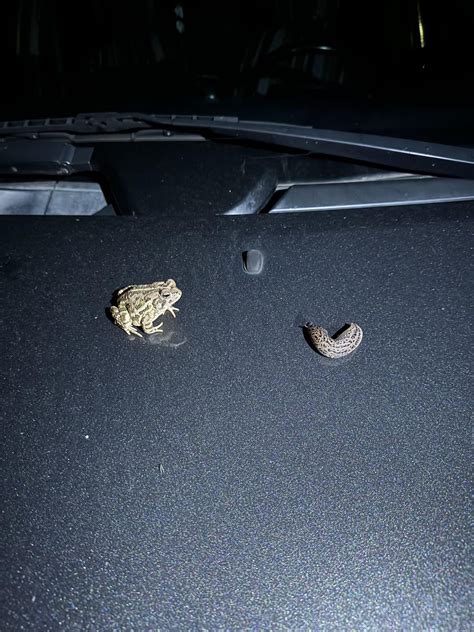 Find The Toad Rfindthesniper