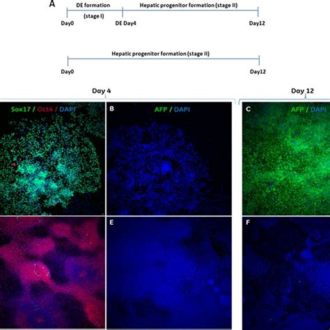 Differentiation Through Definitive Endoderm De Is Necessary For Download Scientific Diagram