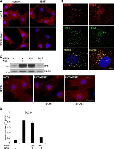 Ralt Rescues The Endocytic Deficit Of Egfr Dc214 A Quiescent Control