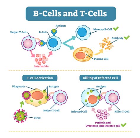 Lupus B Cells T Cells And The Immune System Kaleidoscope Fighting