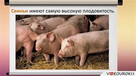 34 Значение млекопитающих в природе и жизни человека Смотреть онлайн в поиске Яндекса по Видео