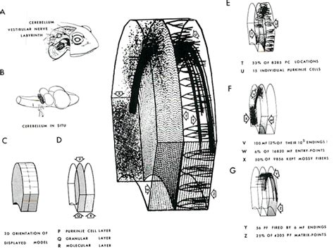 Morphogenesis Fractogenesis