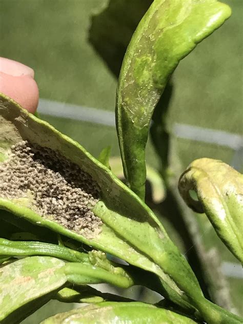 Insect Frass On Citrus In The Insect And Bug Id Forum