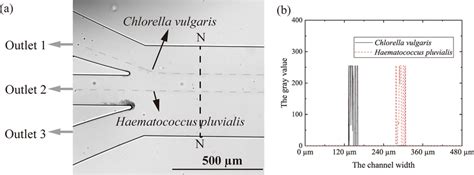 Separation Effect And Particle Trajectory Grayscale Image Of Mixed