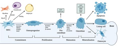 Process Of Osteogenic Differentiation Biorender Science Templates