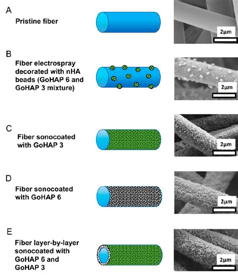 Sem Images And Morphology Scheme Of Pdllaplga Membrane Fibers A Download Scientific Diagram