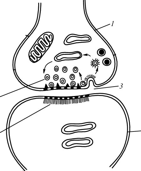 Sketch Of A Chemical Synapse 1 Ð Presynaptic Membrane 2 Ð