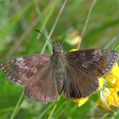 Dingy Skipper Facts Diet Habitat And Pictures On Animaliabio
