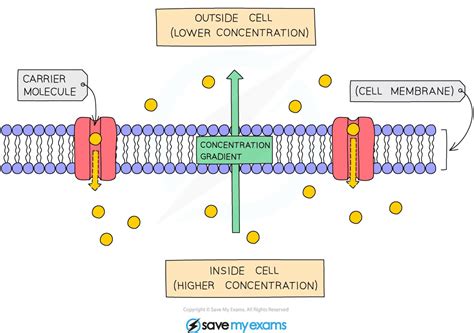 Ap Biology Review Passive And Active Transport