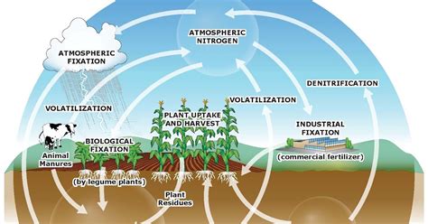 Managing Plant Nutrients Nitrogen Sources For Organic Crop Production