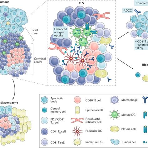 The Compositions And Functions Of Tertiary Lymphoid Structures In