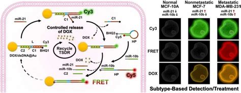 Dual Mirna Triggered Dna Nanomachine For Breast Cancer Subtype