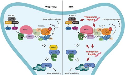 Fragile X Syndrome Emotional Issues
