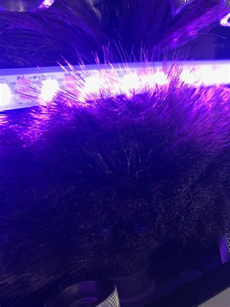 Raspbian Adafruit Neopixel 60led Rgbw Strip Showing Up With Wrong Rgb Color Raspberry Pi