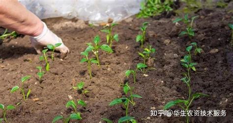 2月下旬到3月份适合种植哪些蔬菜？需要注意什么？这些蔬菜别错过 知乎
