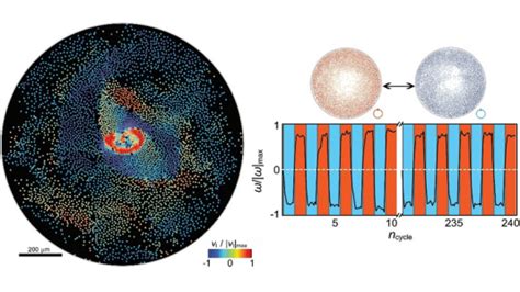 Polar State Memory In Active Fluids Argonne National Laboratory