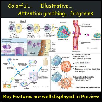 Immune System Notes By Scholarly Biology TPT