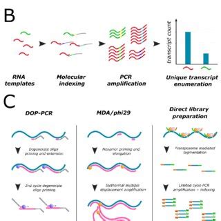 Single Cell Sequencing Strategies A Single Cell RNA Sequencing Download Scientific Diagram