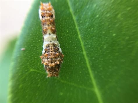 金柑などの柑橘類につく茶色と白の芋虫ナミアゲハの幼虫の駆除方法と対策おしえて田舎センセイ