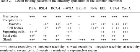 Table From Lectin Binding Patterns In The Olfactory Epithelium And Vomeronasal Organ Of The