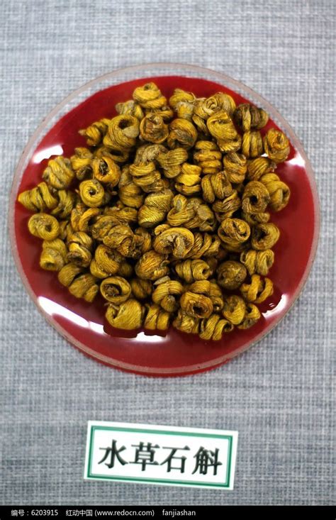 水草石斛高清图片下载 红动中国